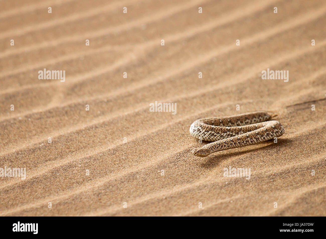 Holiday sidewinder hi-res stock photography and images - Alamy