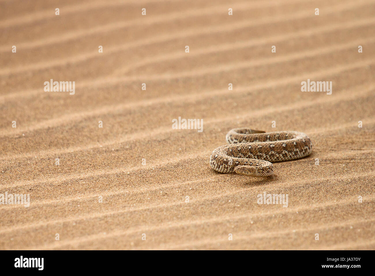 Holiday sidewinder hi-res stock photography and images - Alamy