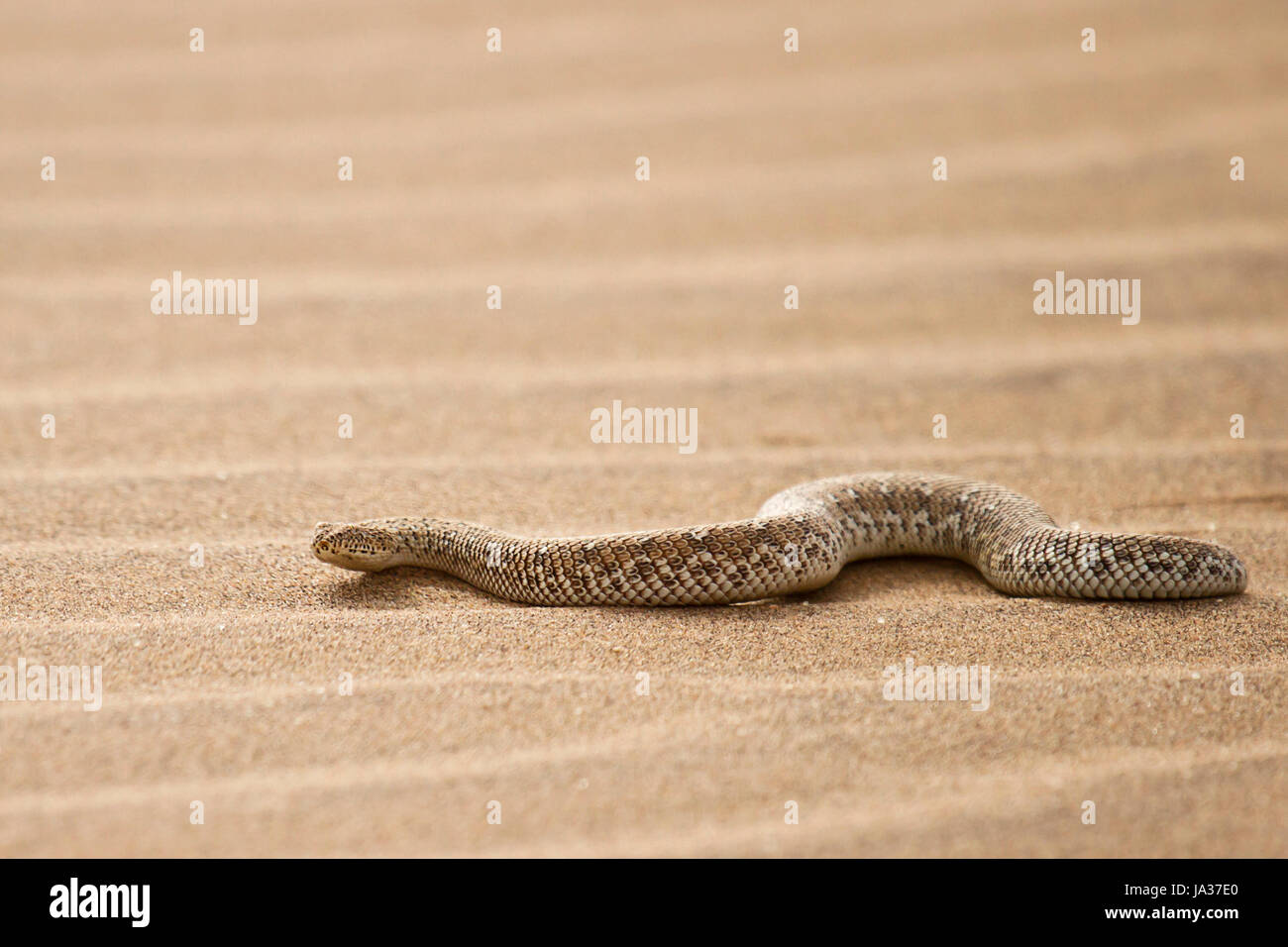 Holiday sidewinder hi-res stock photography and images - Alamy