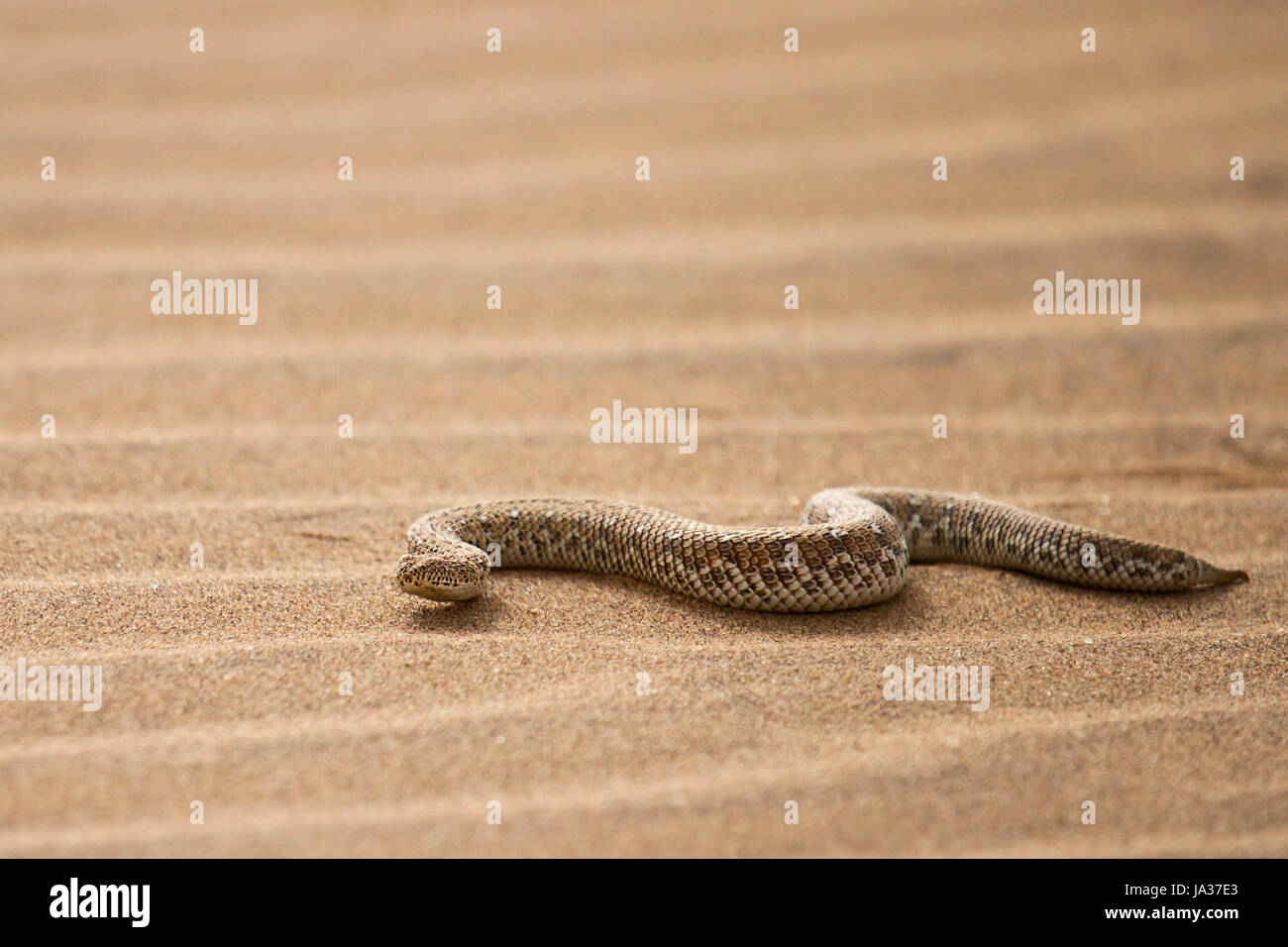 Holiday sidewinder hi-res stock photography and images - Alamy