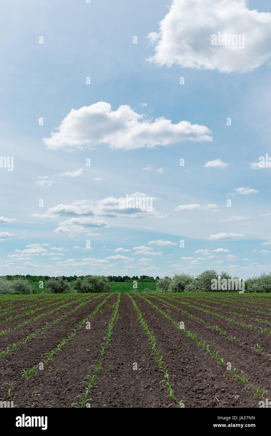 Corn field in summer with young plants growing in rows in the ...