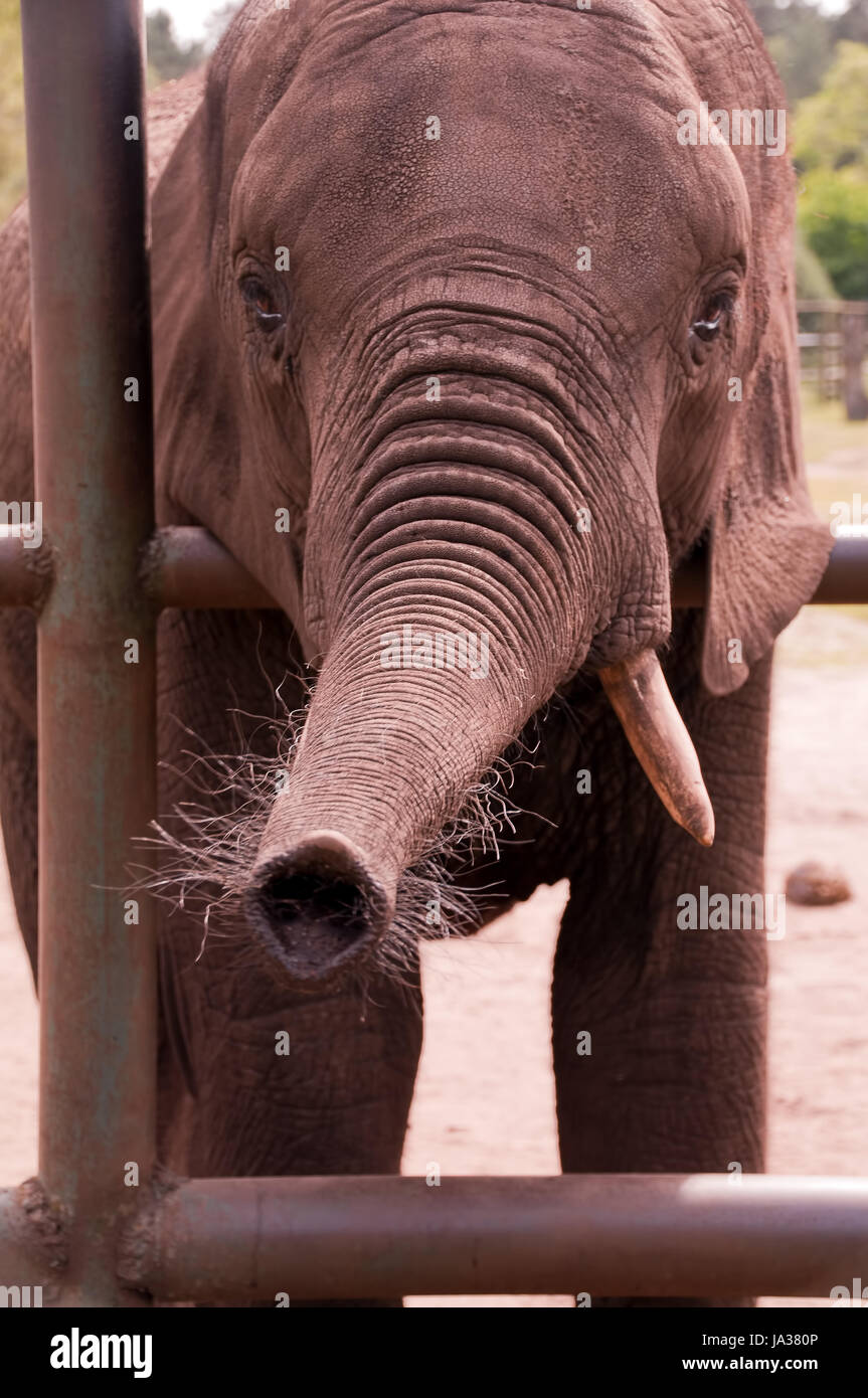 animal, africa, elephant, tusks, ears, grating, grate, grid, grille ...