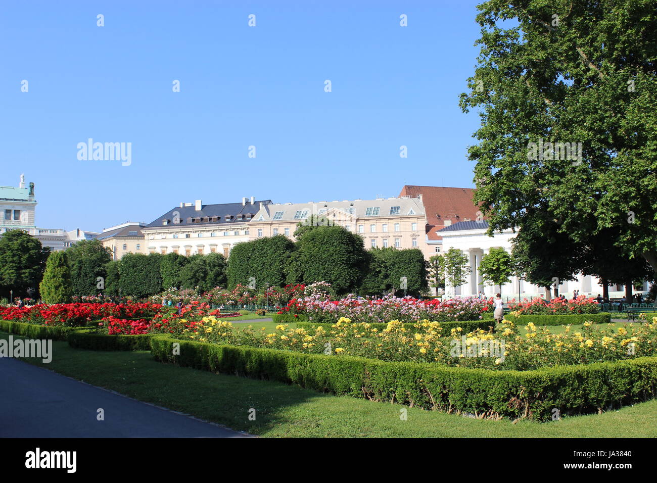 Volksgarten vienna rose roses hi-res stock photography and images - Alamy