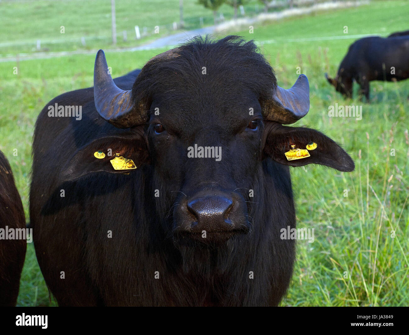 Bulls skin hi-res stock photography and images - Alamy