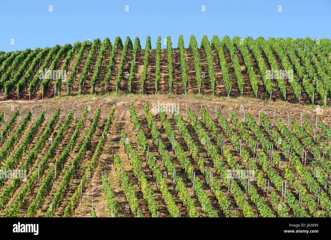 vineyards, cultivation of wine, vineyard, viticulture, vine, grape vine ...