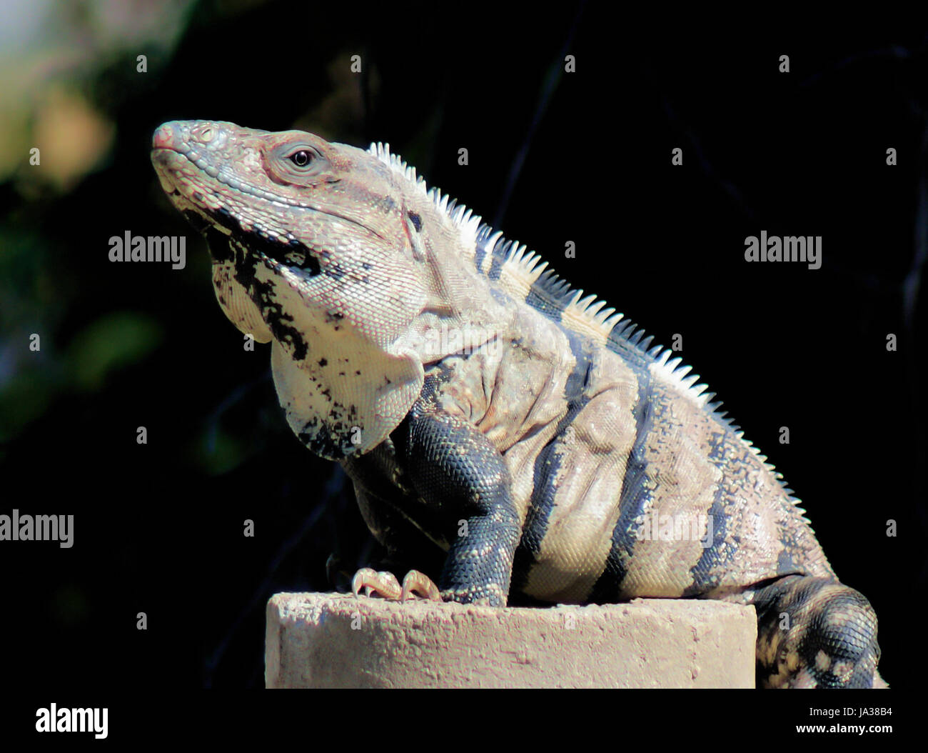 reptile, wildlife, tail, vertebrate, mexico, isolated, animal, scrabble ...