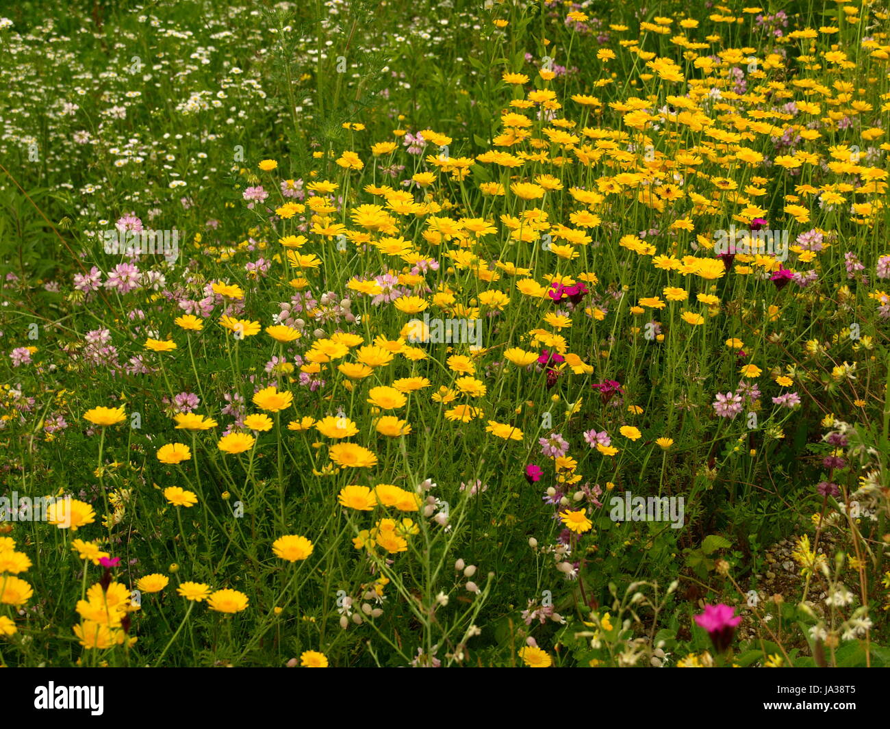 coloured, colourful, gorgeous, multifarious, richly coloured, flower ...