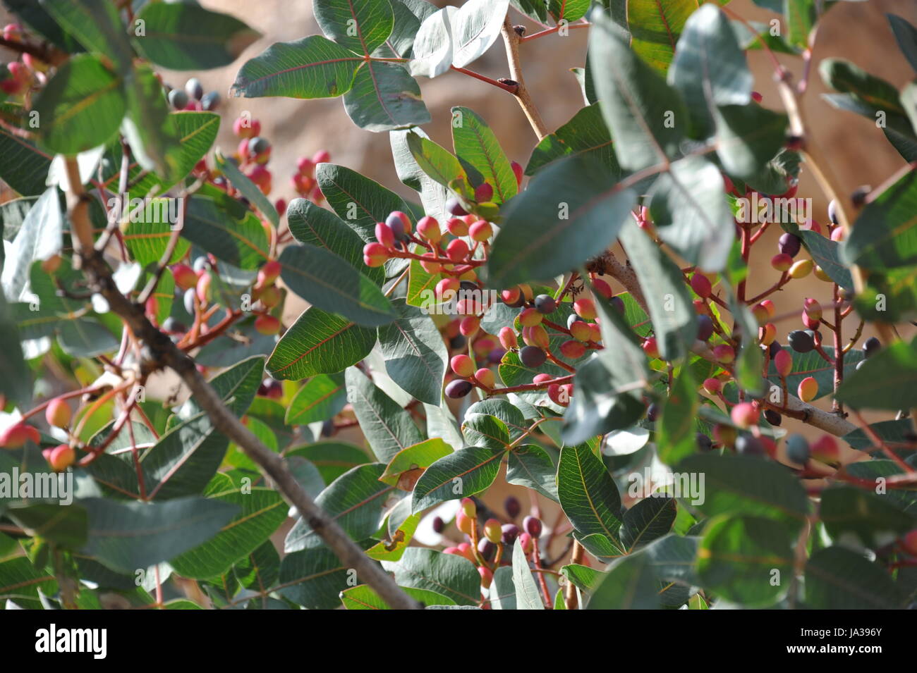 pistachios tree - pistachios shrub Stock Photo - Alamy