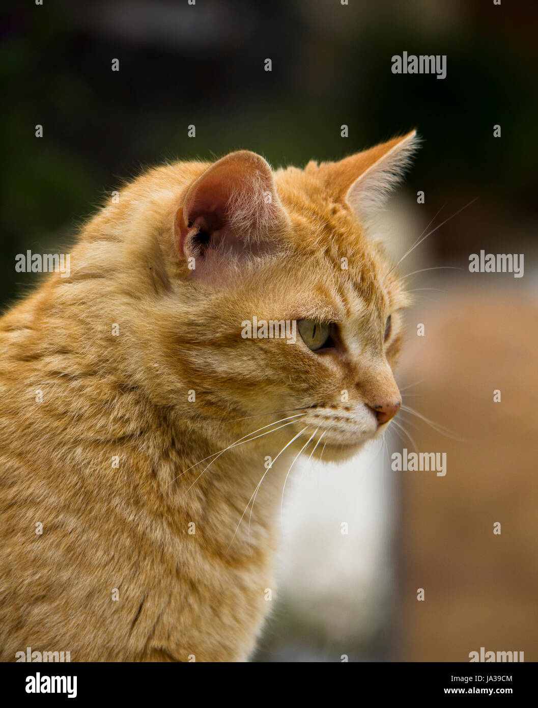 Gato comun hi-res stock photography and images - Alamy