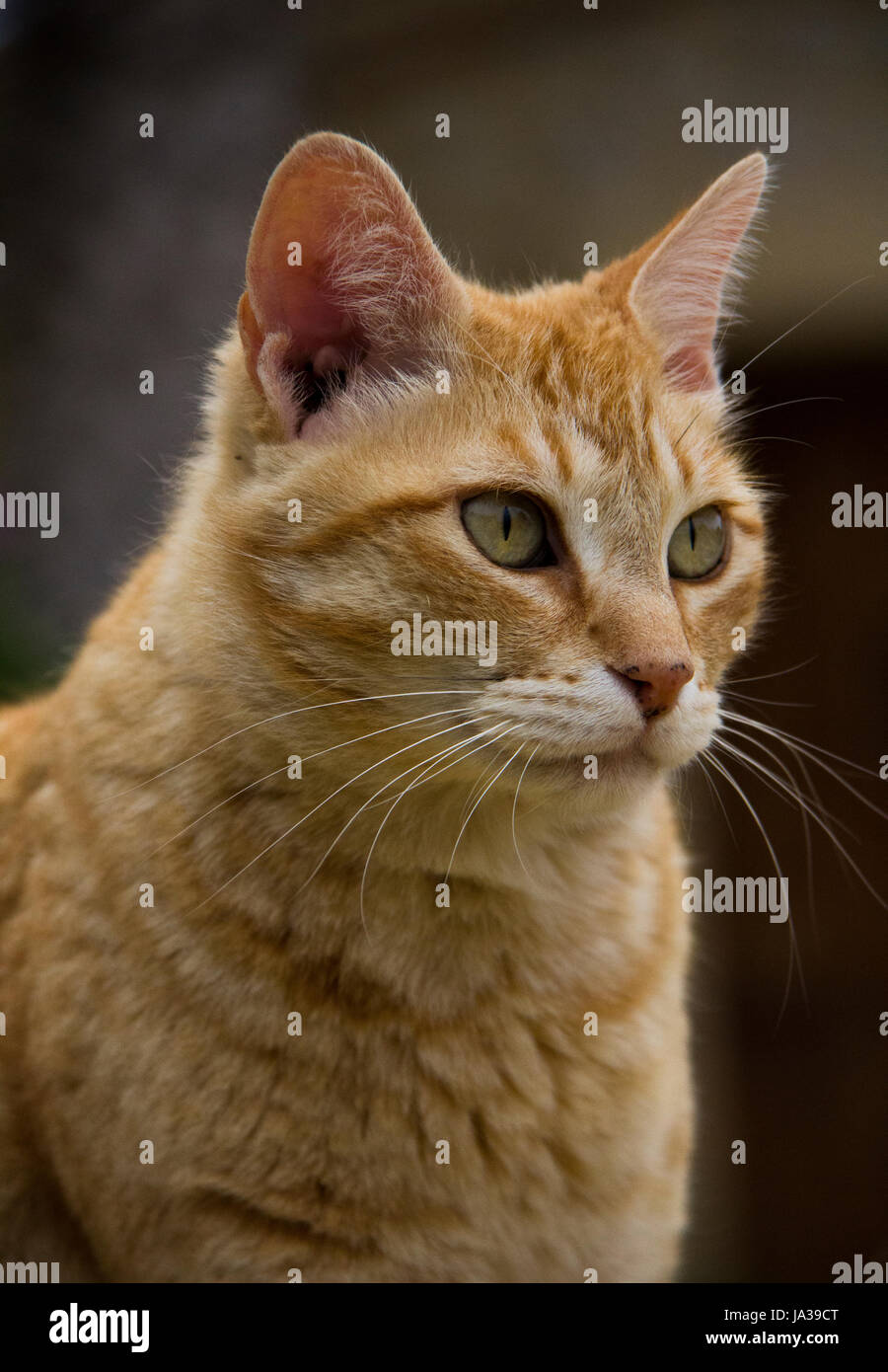 Gato comun hi-res stock photography and images - Alamy