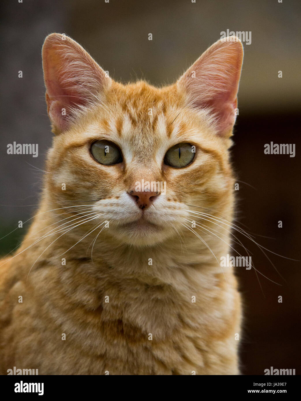 Retrato de un animal hi-res stock photography and images - Alamy