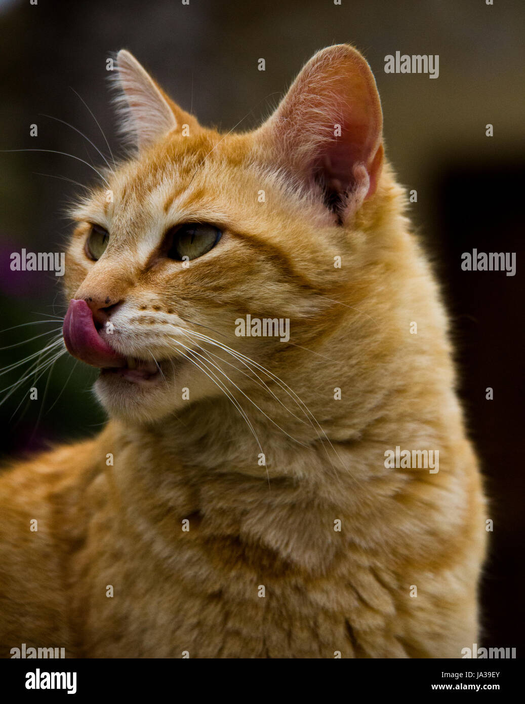 Retrato de katze hi-res stock photography and images - Alamy
