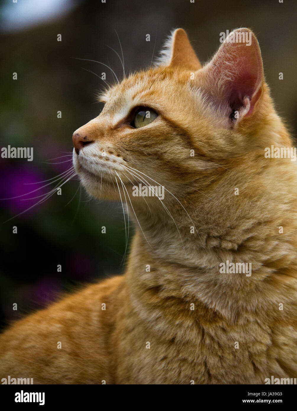 Gato comun hi-res stock photography and images - Alamy