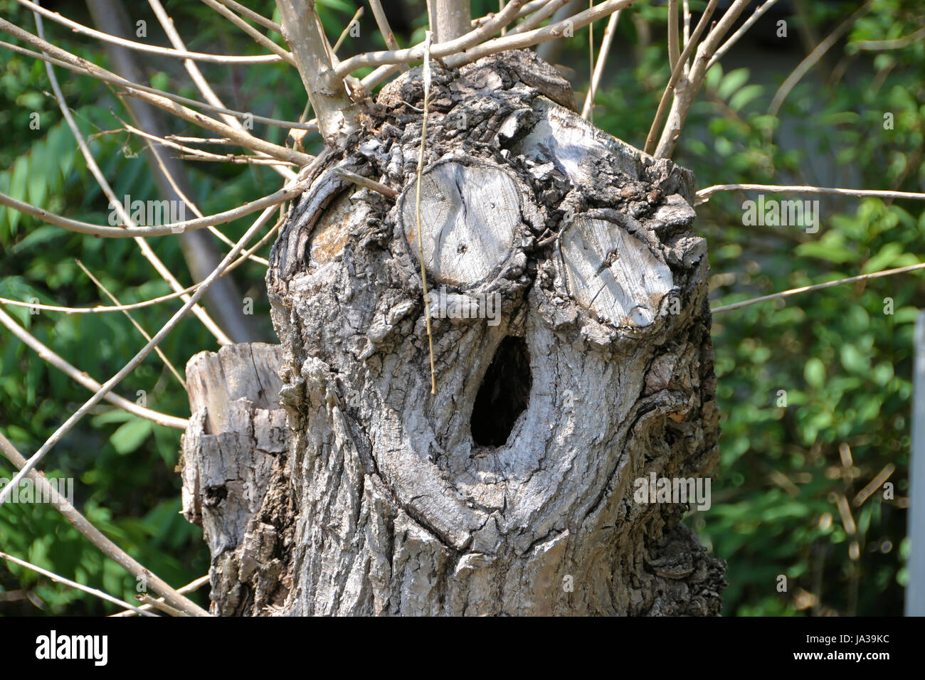 tree, mouth, face, eyes, fantasy, funny, willow, tree, wood, mouth ...