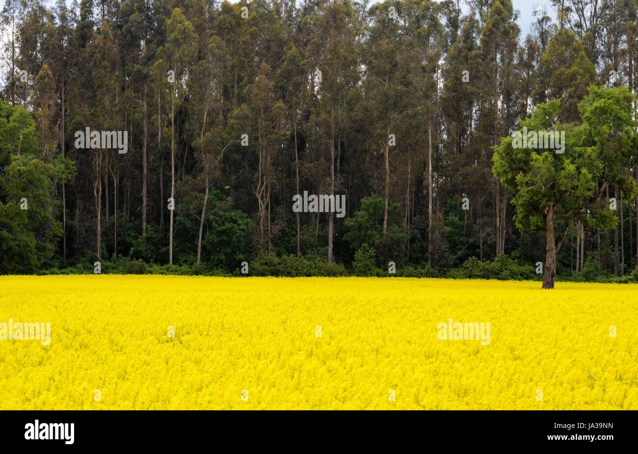 Agriculture the canola field Stock Photo - Alamy