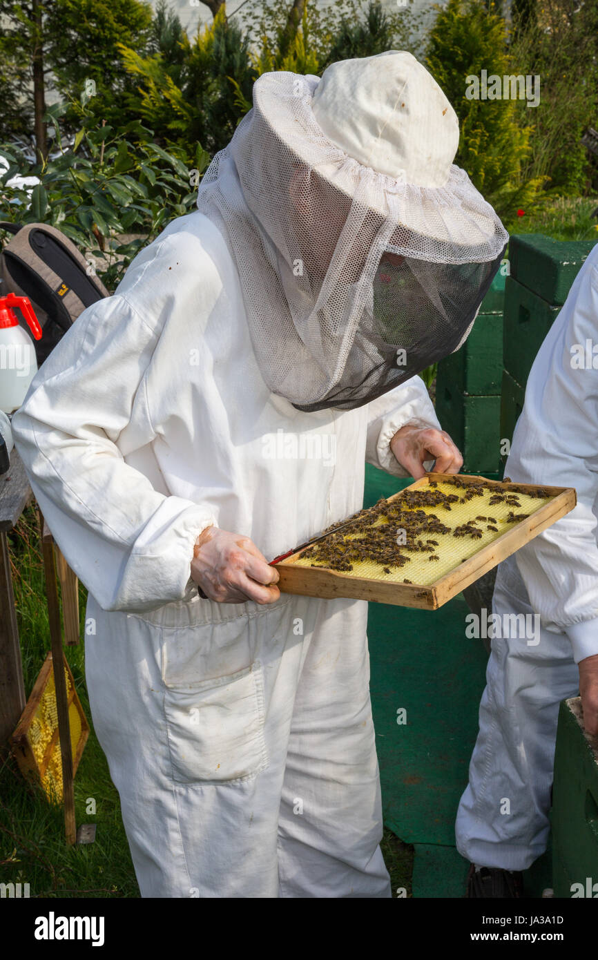woman, female, insect, insects, male, masculine, agriculture, farming ...