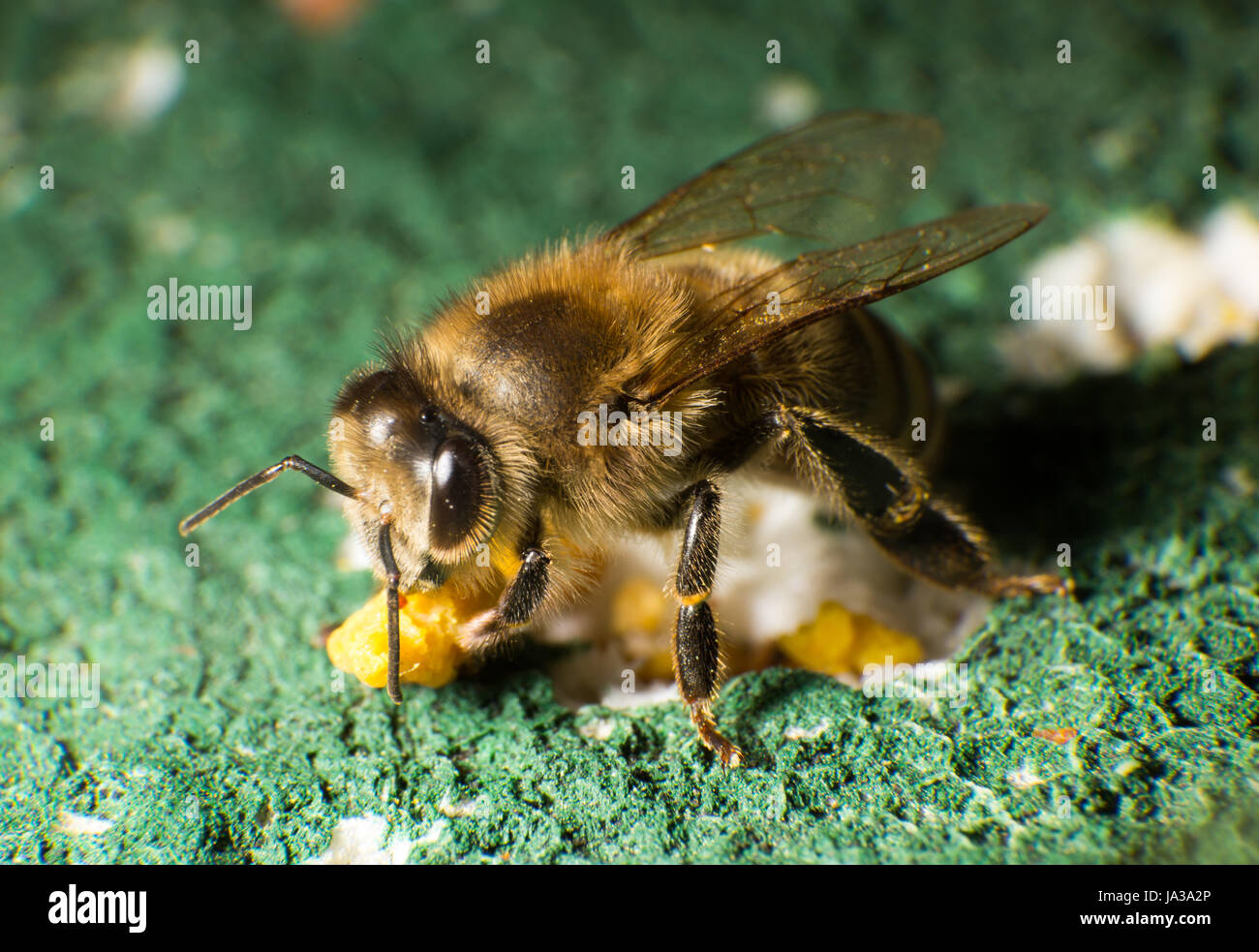 sweet, closeup, insects, freshness, pollen, beehive, apiary, busy ...