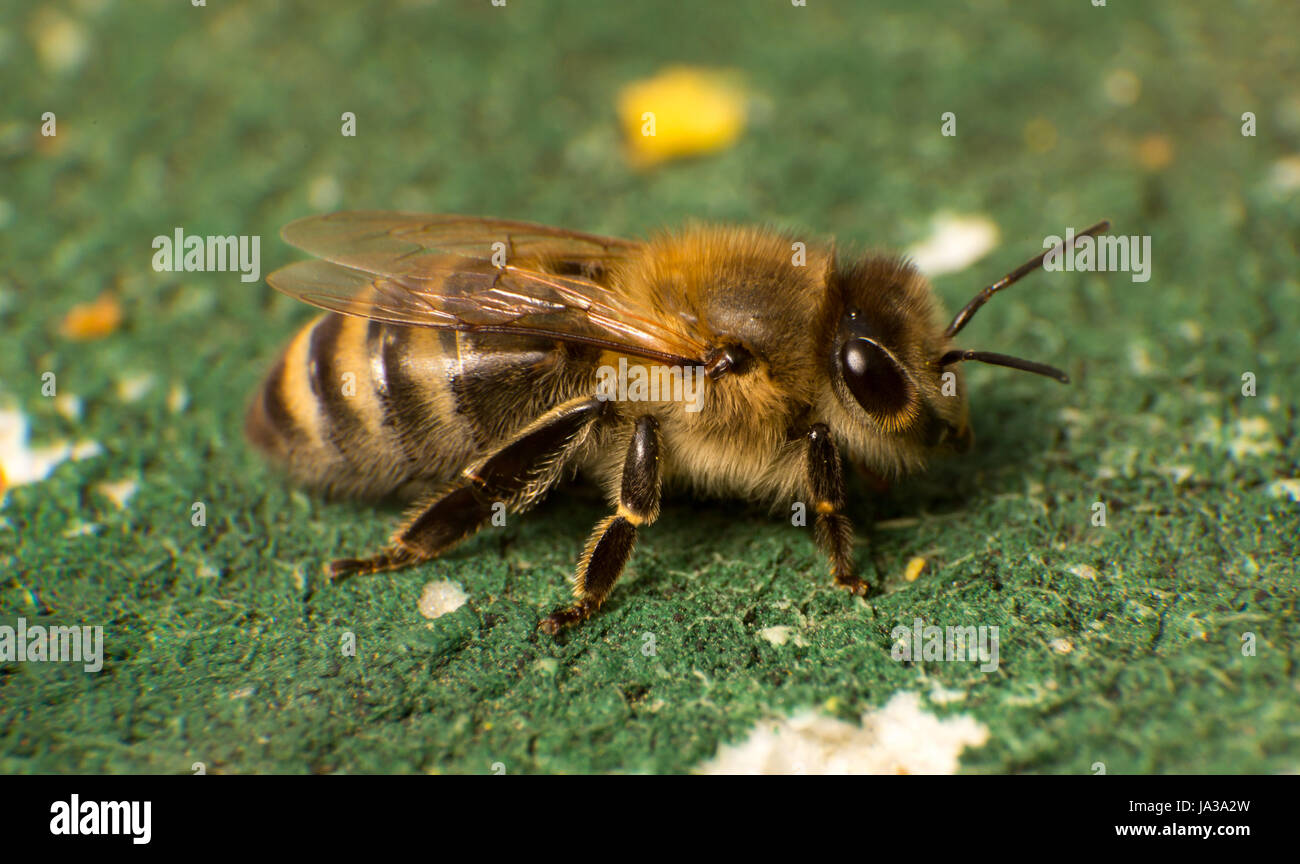 sweet, closeup, insects, freshness, pollen, beehive, apiary, busy ...