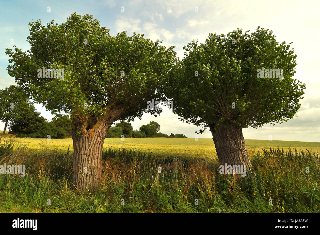tree, trees, agriculture, farming, fields, acre, corn field, grain ...