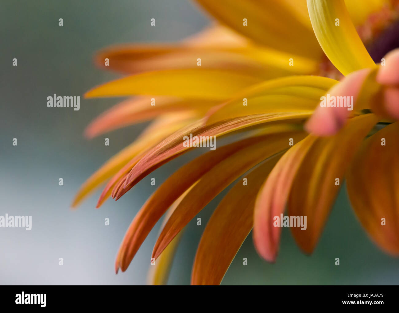 Soft focus Macro Gerbera Stock Photo - Alamy