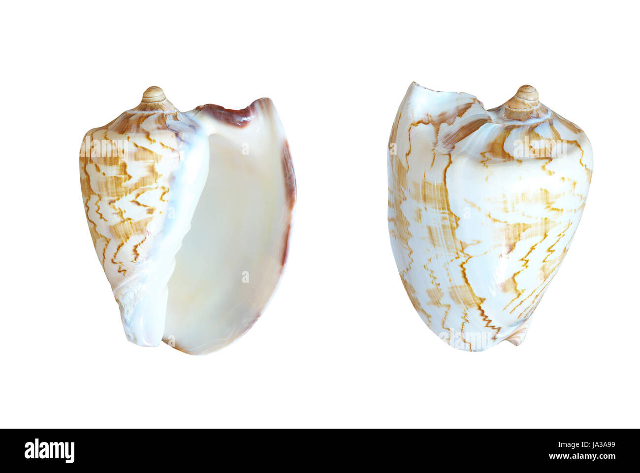 Sea shell isolated on white background Stock Photo - Alamy