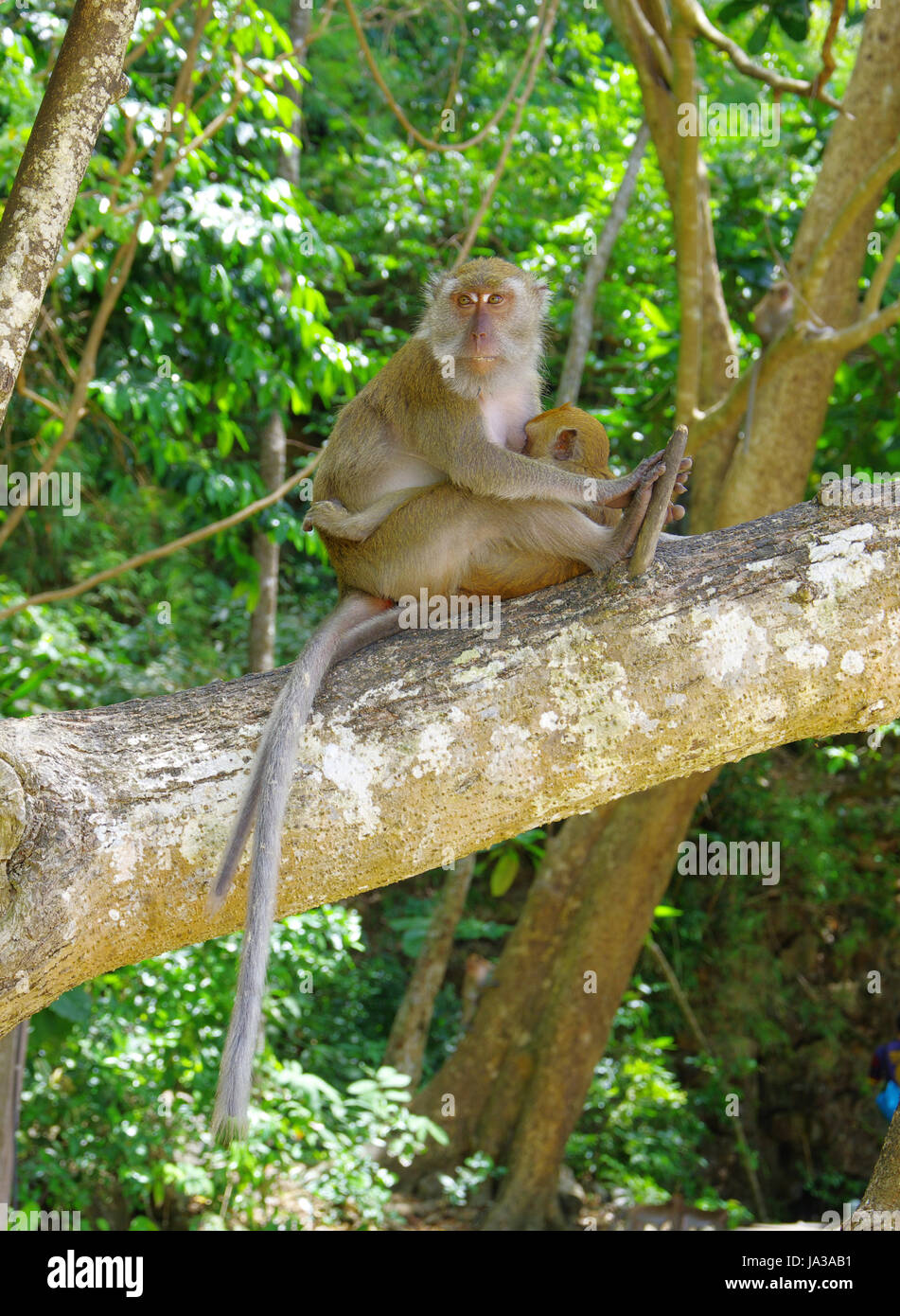 female, animal, face, sad, monkey, indonesia, small, tiny, little ...