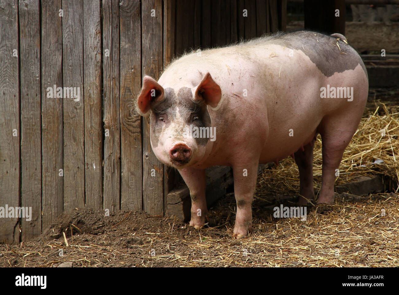 agriculture, farming, pets, farm, pigs, portraits, grunt, pig, pink ...