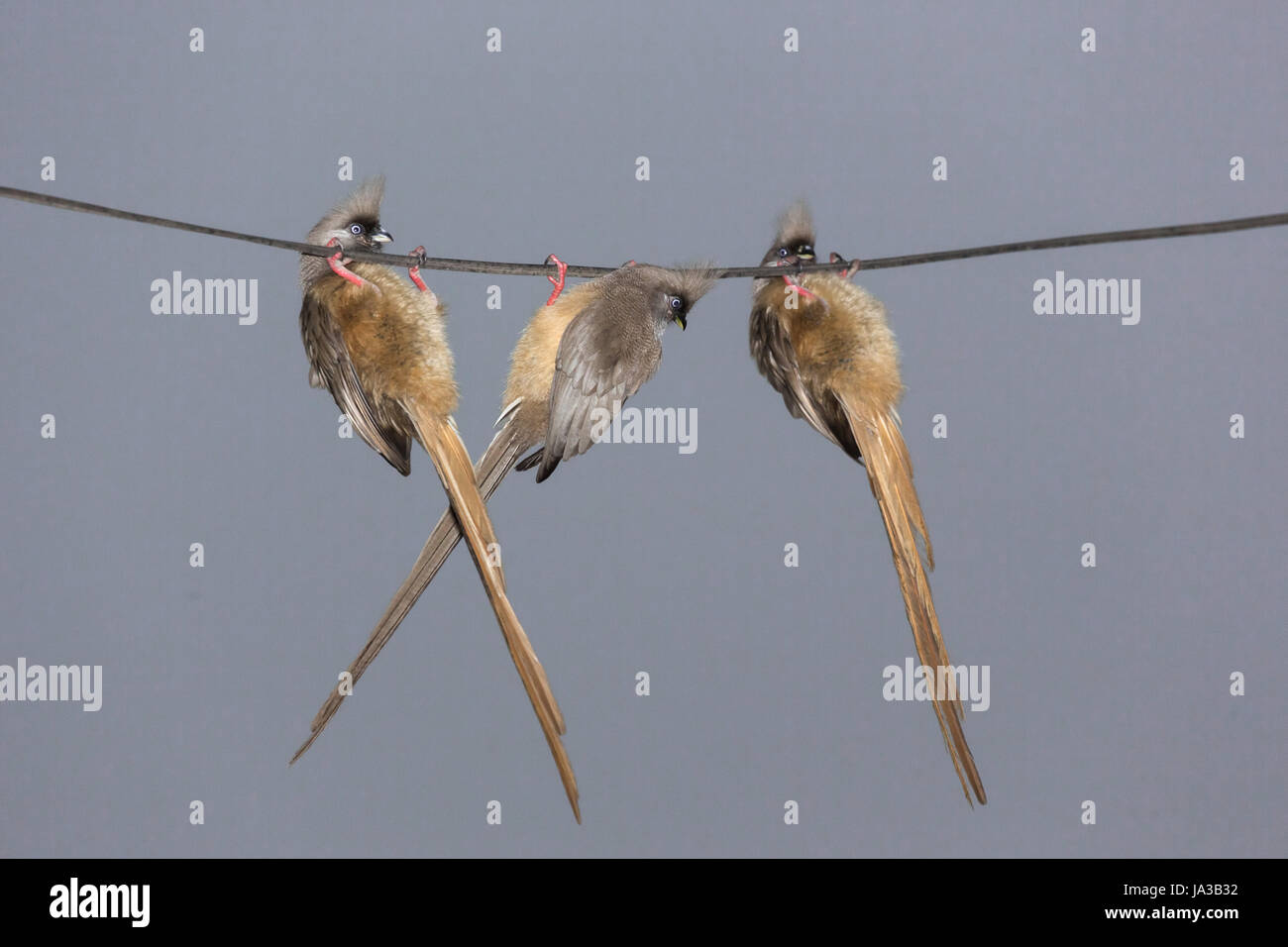 bird, cable, wire, current conduction, hanging, hang up, hang, bird ...