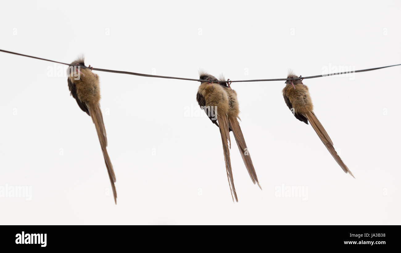 bird, cable, wire, current conduction, hanging, hang up, hang, bird ...