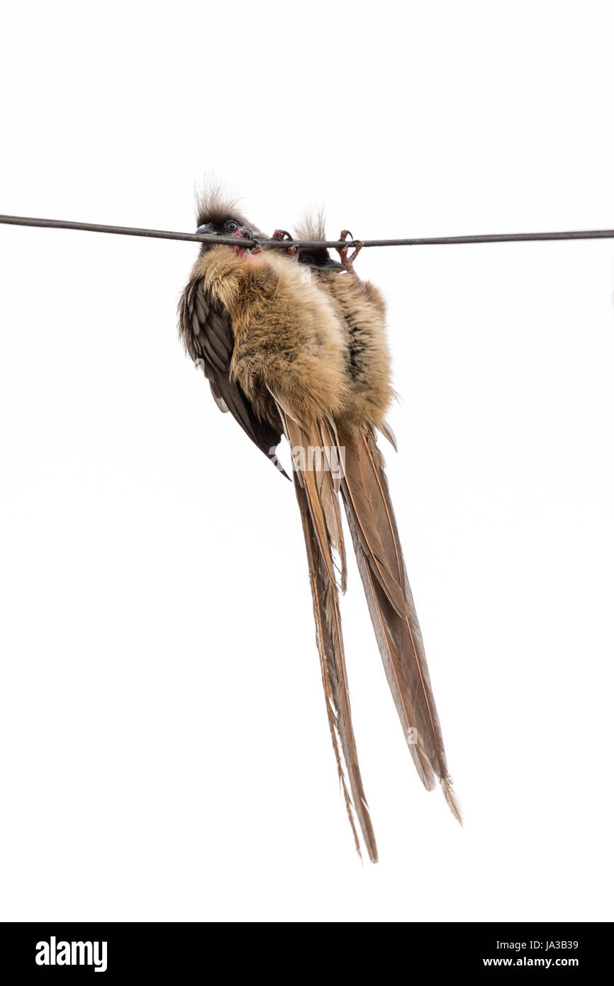 bird, cable, wire, current conduction, hanging, hang up, hang, bird ...