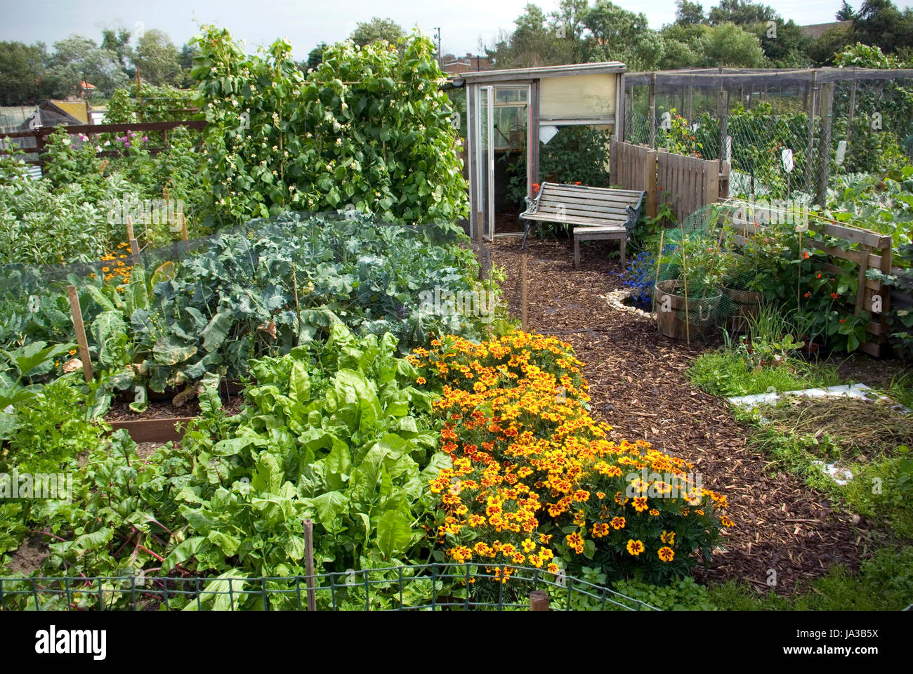 Productive allotment hi-res stock photography and images - Alamy