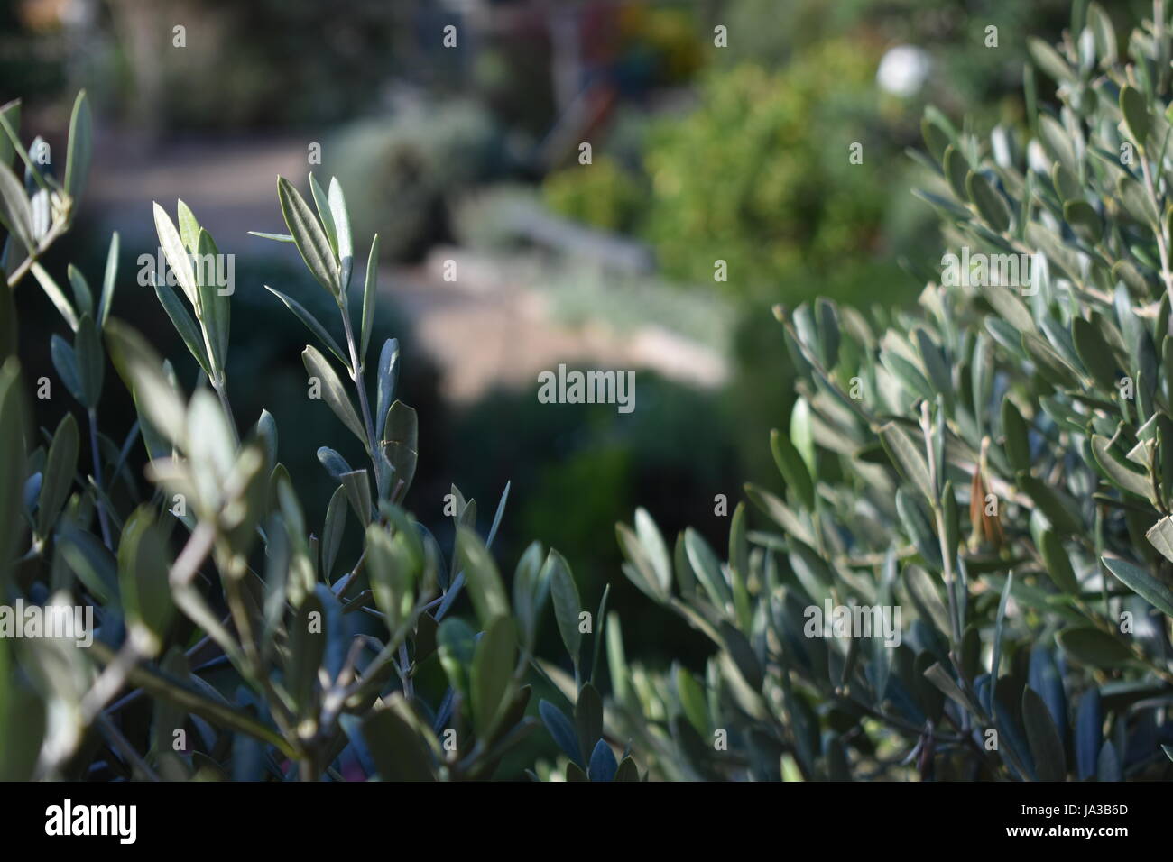 Dromana hi-res stock photography and images - Alamy