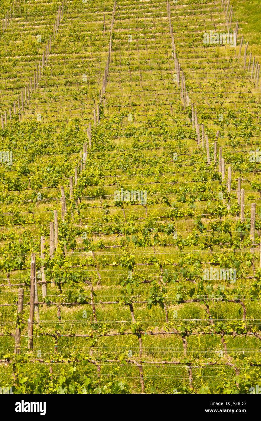 cultivation of wine, tuscany, vineyard, wineyard, landscape, scenery ...