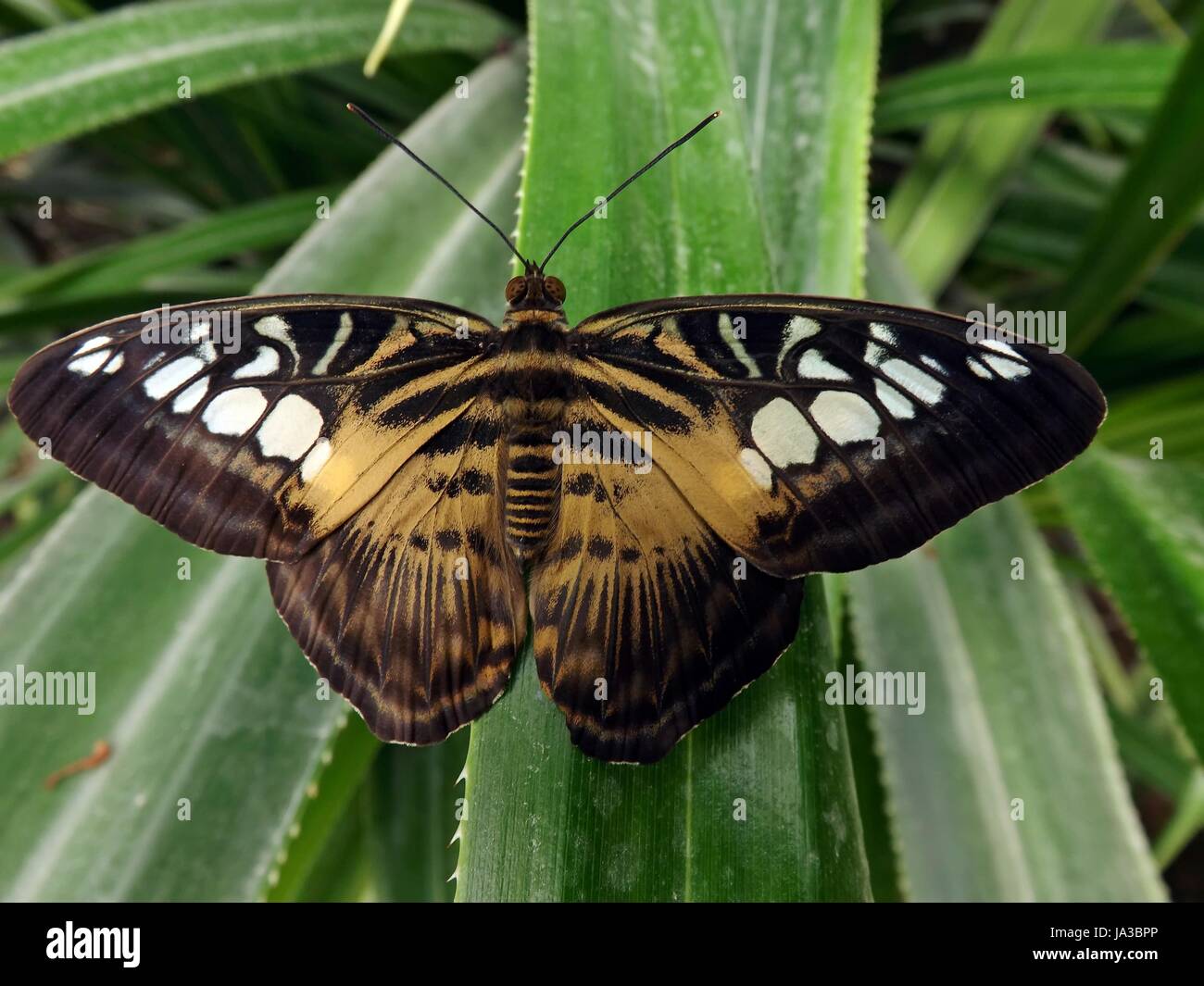 Blauer segler hi-res stock photography and images - Alamy