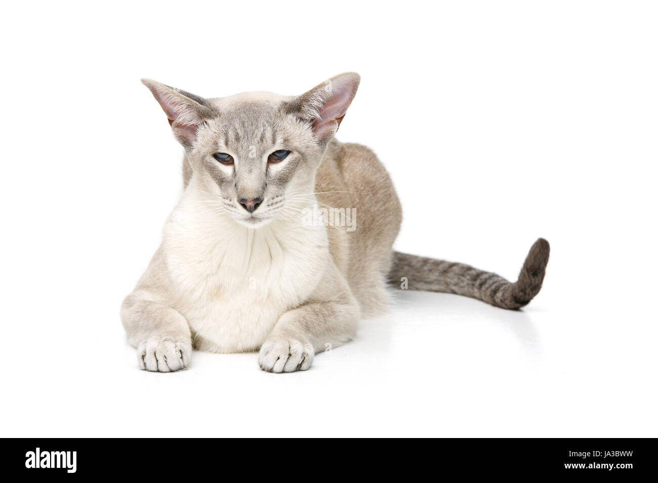 Beautiful oriental siam cat isolated on white background. Copy space ...