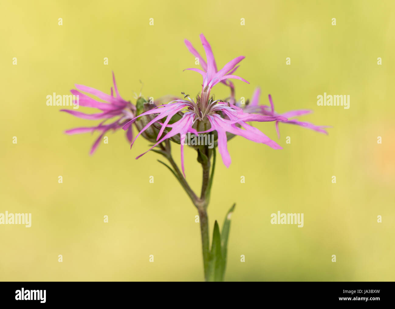 Ragged Robin (Lychnis flos-cuculi) plant in flower. Pink flowers on ...