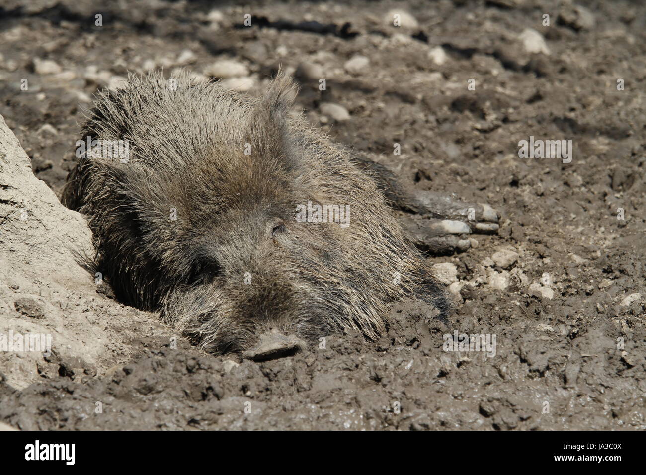 animal, mammal, relaxed, mud, wild boar, pig, wild animal, homey ...