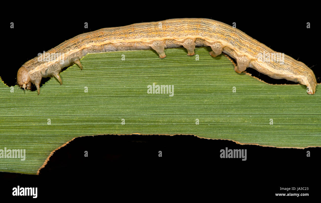 Southern wainscot (Mythimna straminea) moth caterpillar. Larva of ...