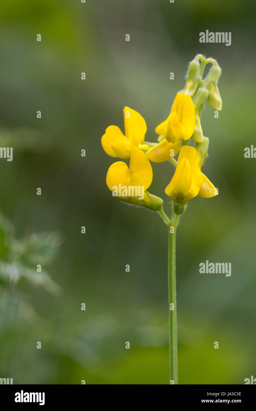 Meadow vetchling (Lathyrus pratensis) raceme. Yellow flowers on ...
