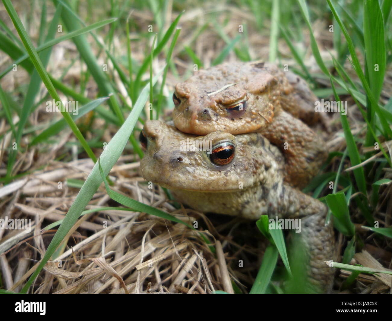 toad, mating, mate, nature, waters, spring, propagation, toad, spawn ...