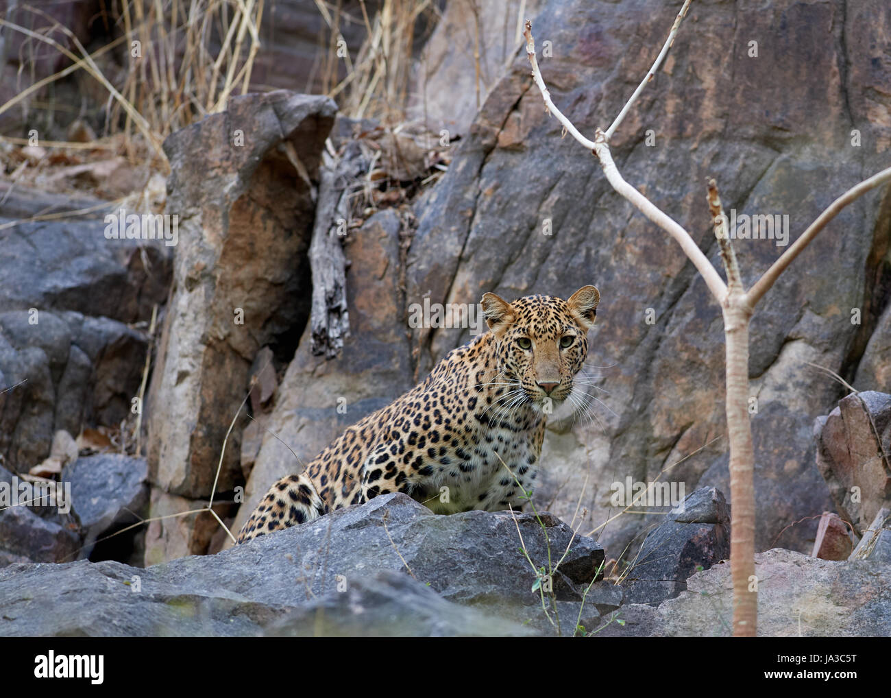 Animals Climbing Leopard Climbing Leopards High Resolution Stock Photography and Images - Alamy