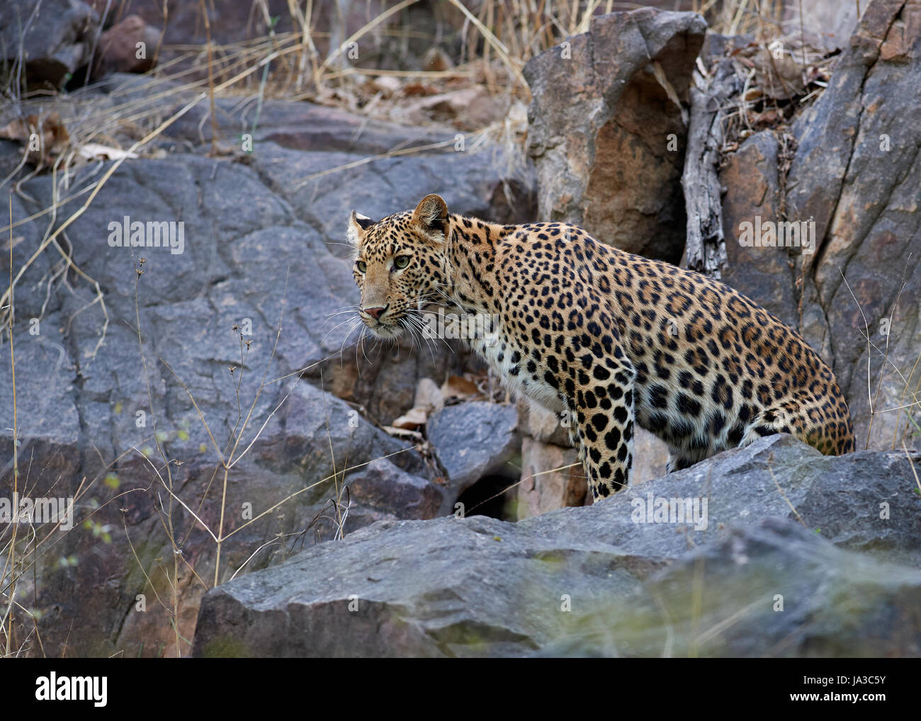 Kanha leopard hi-res stock photography and images - Alamy