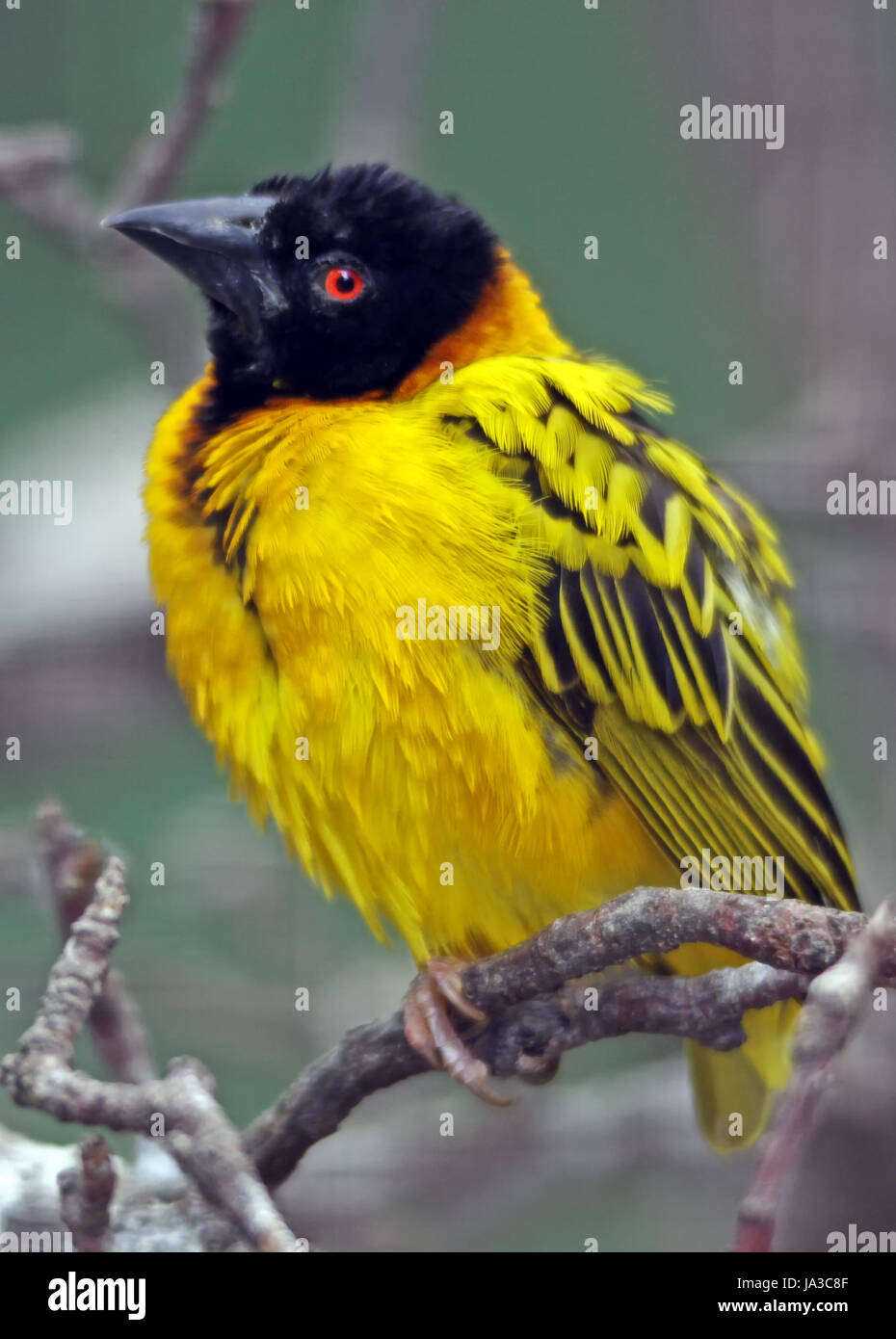 yellow, bird, male, masculine, birds, south africa, angola, sudan ...