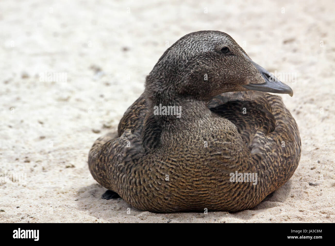 female, duck, female, fauna, lie, lying, lies, beak, feathering, duck ...