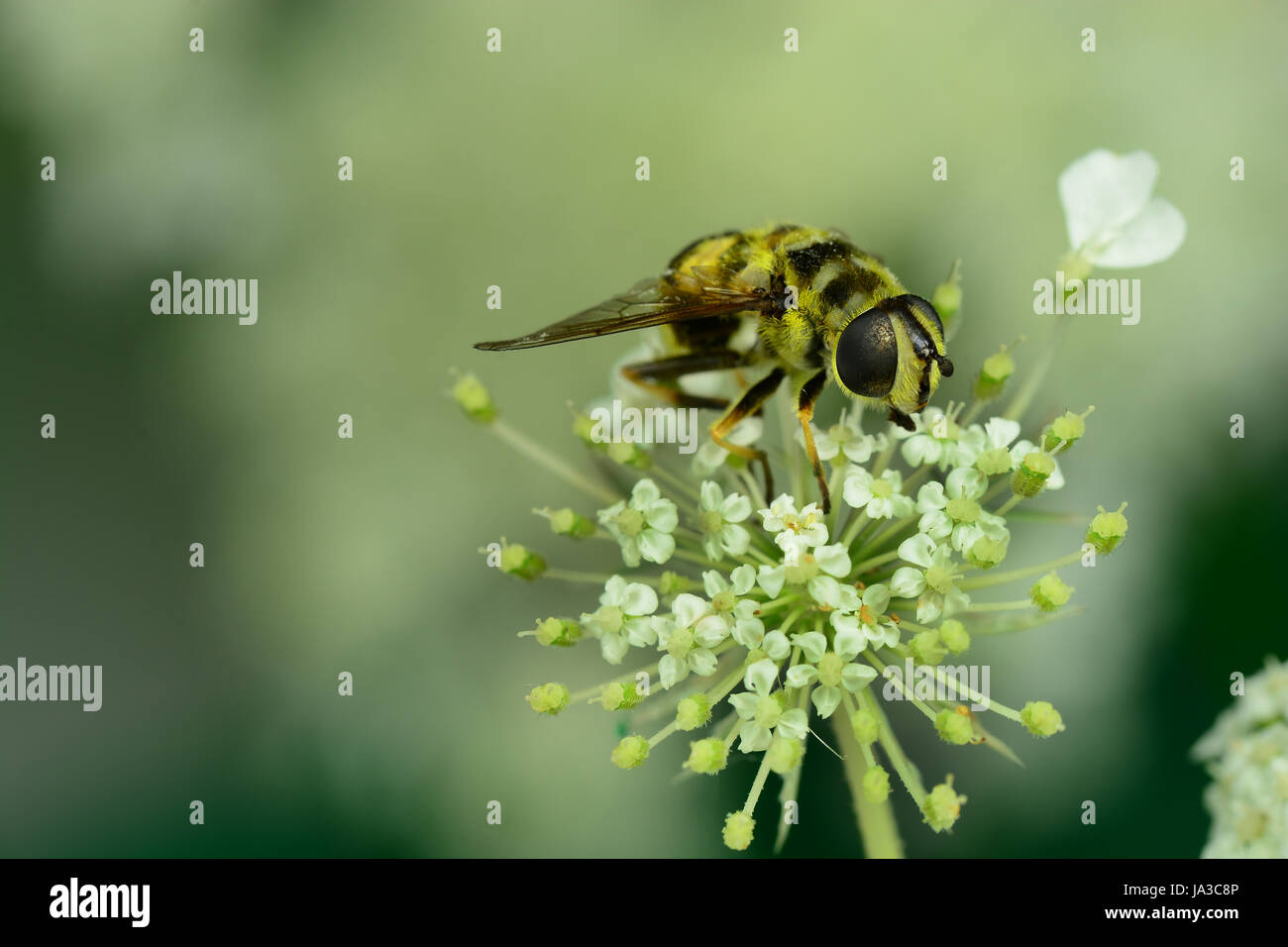 macro, close-up, macro admission, close up view, animal, insect, fly ...
