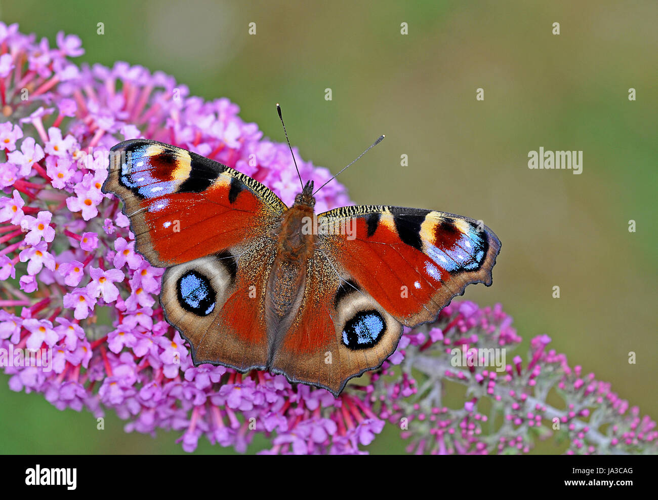 insect, butterfly, coloured, colourful, gorgeous, multifarious, richly ...
