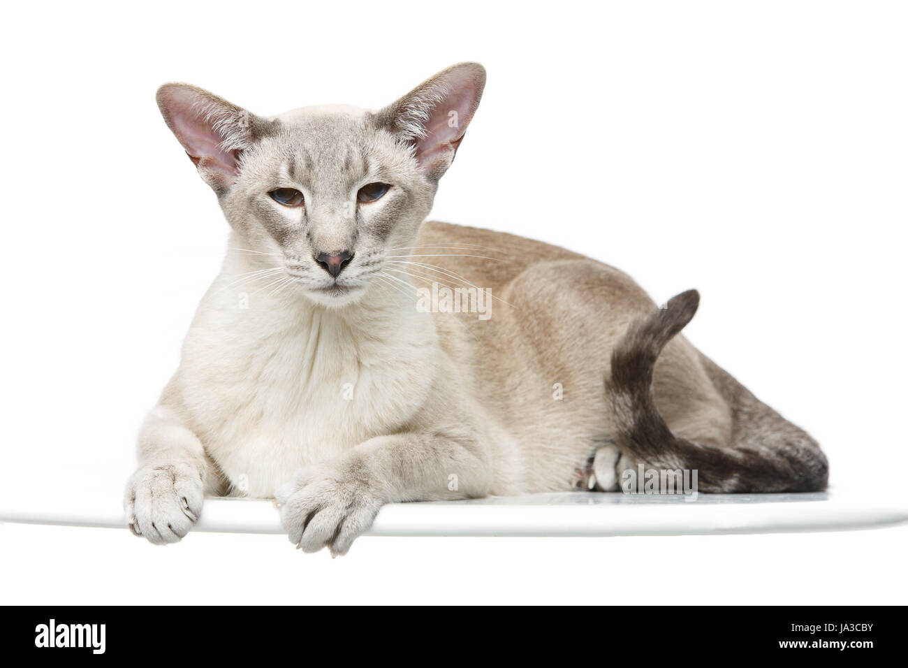 Beautiful oriental siam cat isolated on white background. Copy space ...