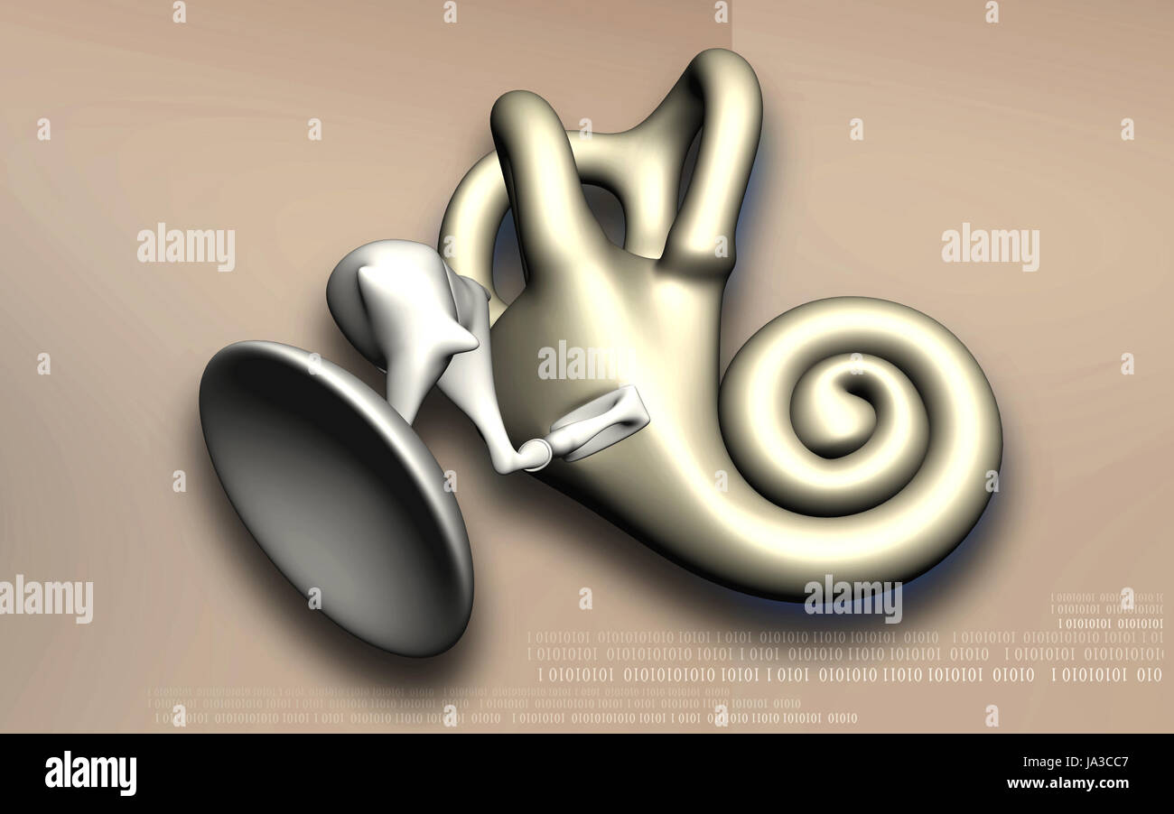 Inner ear cross section hi-res stock photography and images - Alamy