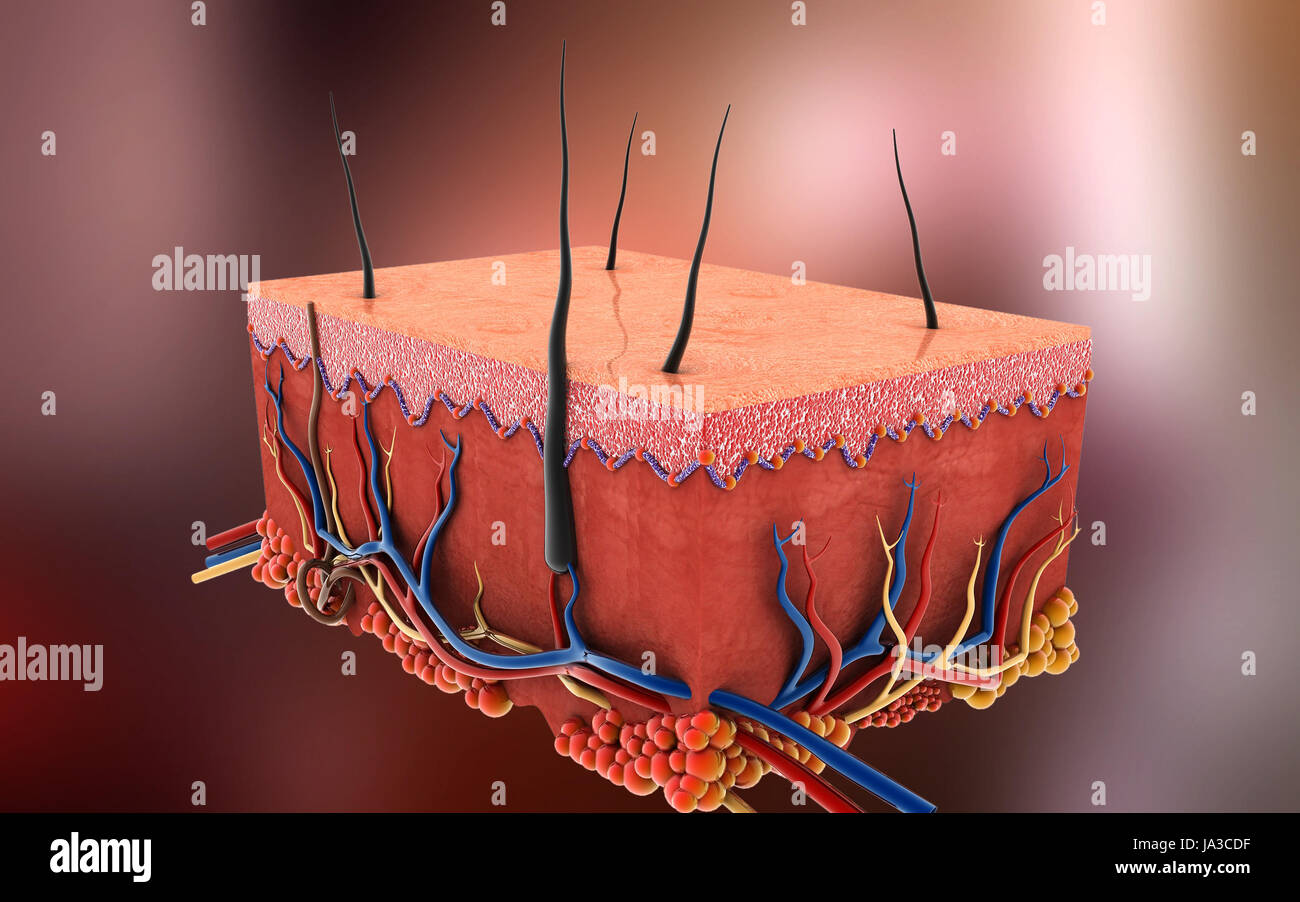 Human skin cells 3d hi-res stock photography and images - Alamy