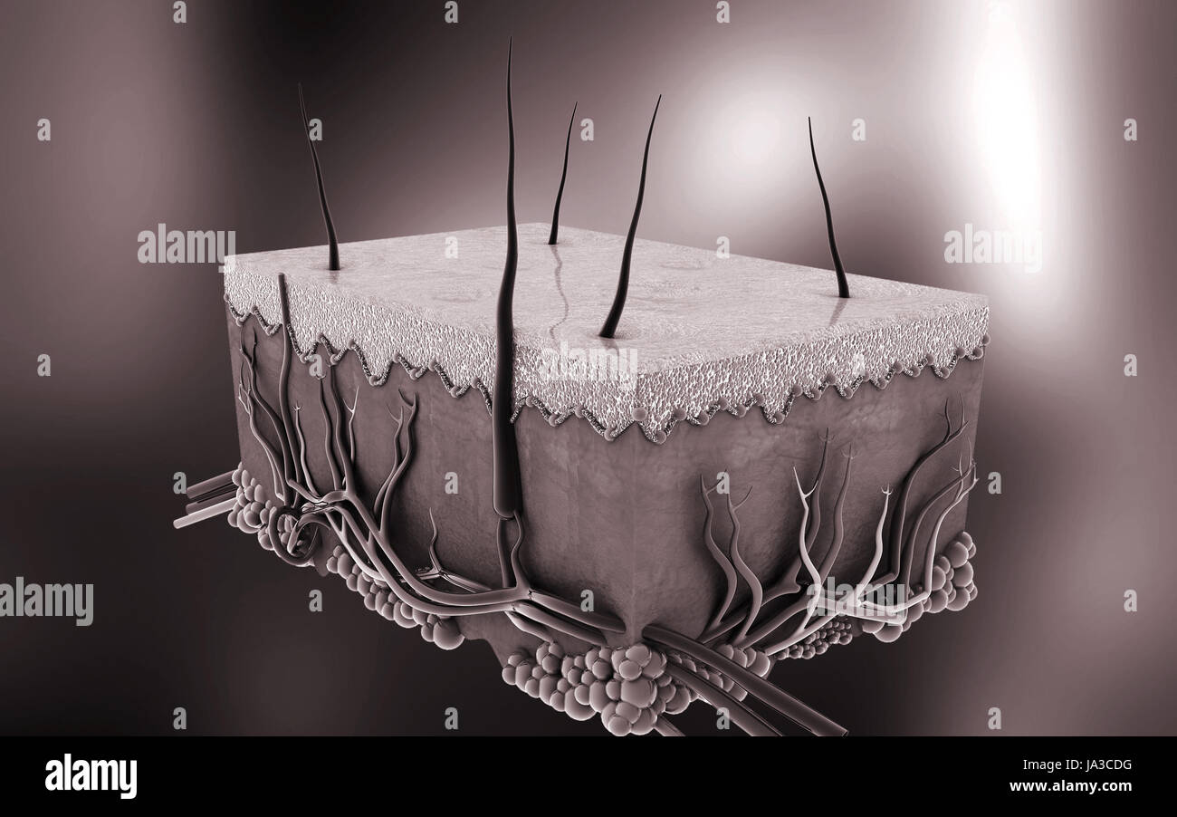 education, medicinally, medical, graphics, colour, science, skin, human ...